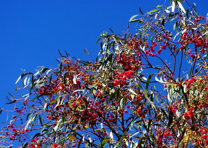 Bright Red Gumnuts stock image. Image of flowering, pink - 91703113