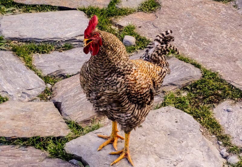 A Plucky Chicken Looking Down the Camera Stock Image - Image of barren ...
