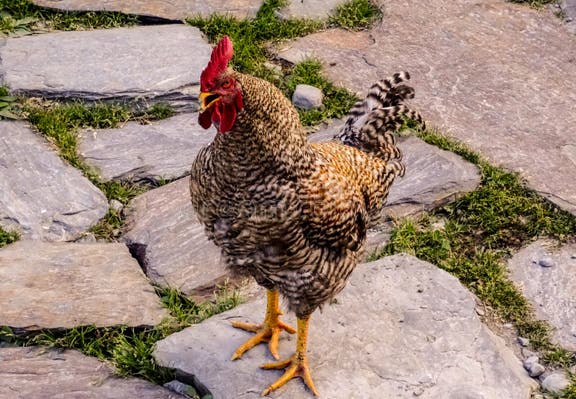 A Plucky Chicken Looking Down the Camera Stock Image - Image of barren ...