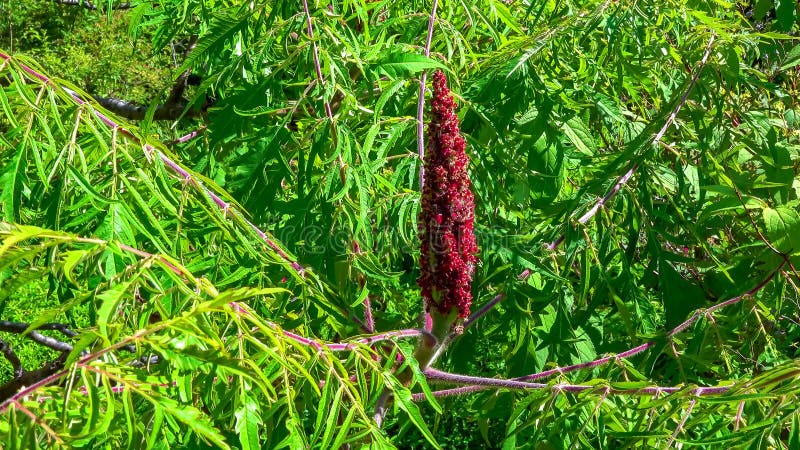 These Bright Red Heads of the Sumac are All Over the Bush Stock Photo ...
