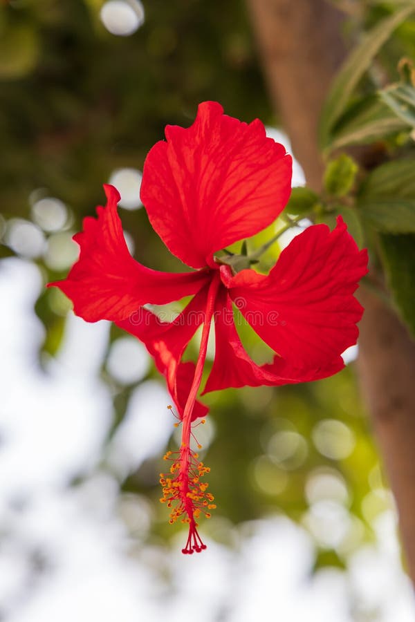 Bright Red Hibiscus Flower on a Tree Stock Image - Image of plant ...