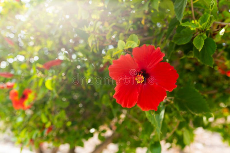 Bright Red Hibiscus Flowers on Tree with . Cyprus Plants Stock Photo ...