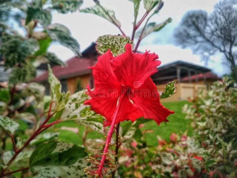 Bright Red Hibiscus Flowers with Flower Buds that are Visible Hanging ...