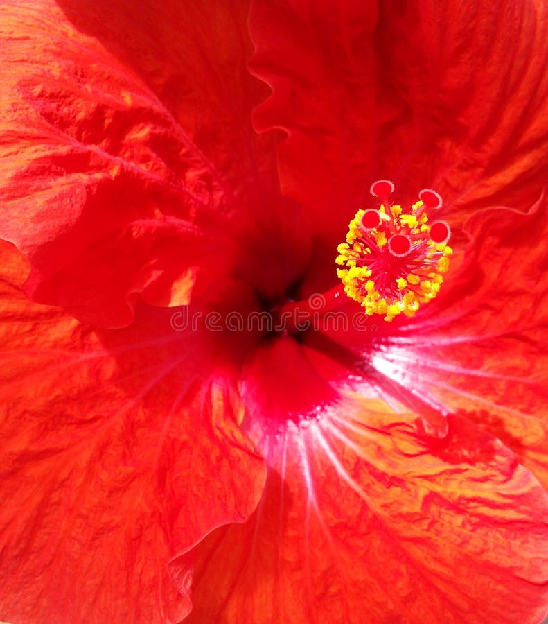 Bright Red Hibiscus Rosa Sinensis Flower Stock Image - Image of blossom ...
