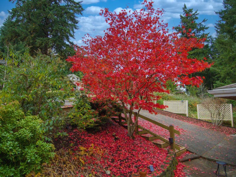 Bright Red Japanese Maple Tree Surrounded by Lush Vegetation Stock ...