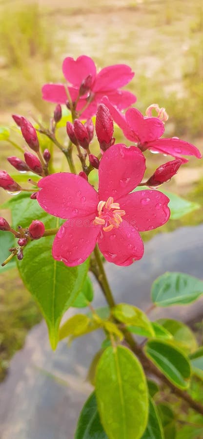 Bright Red Jatropha Integerrima Flowers Stock Image - Image of nature ...