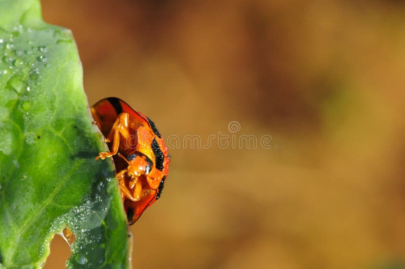 Bright Red Lady Bug On Green Cabbage Picture. Image: 18665282