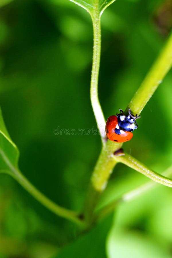 A Bright Red Ladybug with Black Spots Creeps on a Green Leaf Stock ...