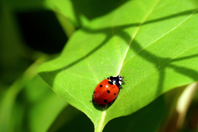 A Bright Red Ladybug with Black Spots Creeps on a Green Leaf Stock ...