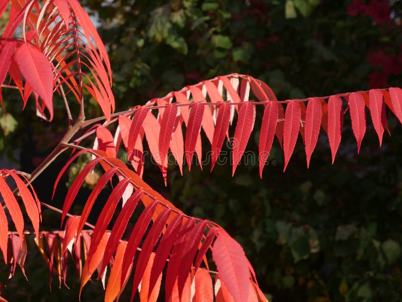 Bright Red Leaves on a Branch of Sumac Stock Image - Image of green ...