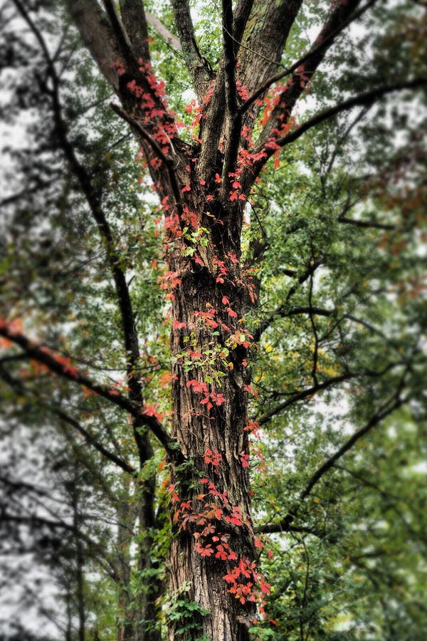 Bright Red Leaves Climbing a Tree Trunk Stock Photo - Image of winding ...