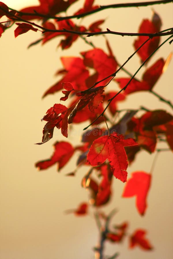 Bright Red Leaves of a Red Copper Beech Stock Photo - Image of ...