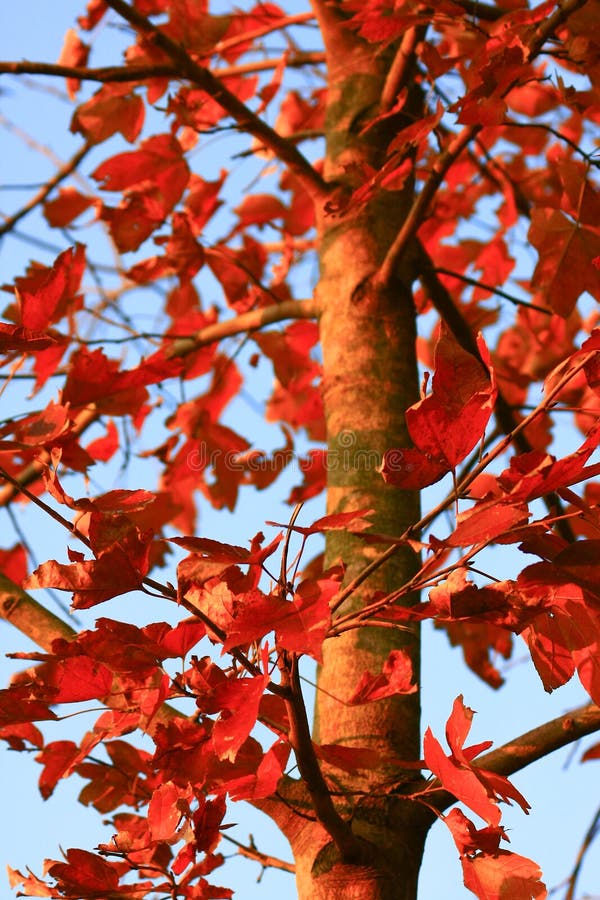 Bright Red Leaves of a Red Copper Beech Stock Image - Image of bright ...
