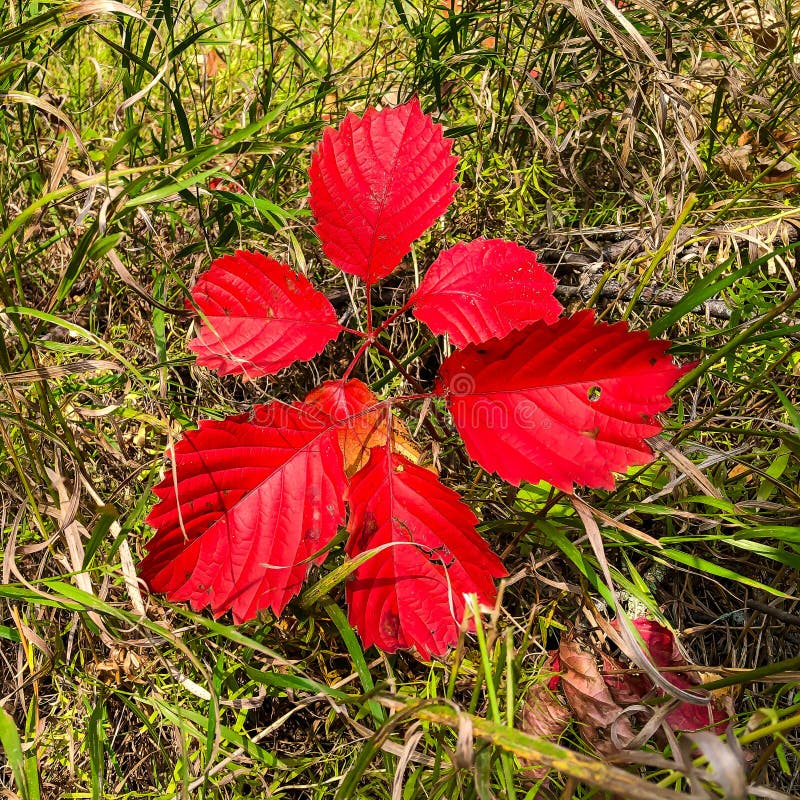 Bright Red Leaves in Nature in Autumn Concept Image Stock Photo - Image ...