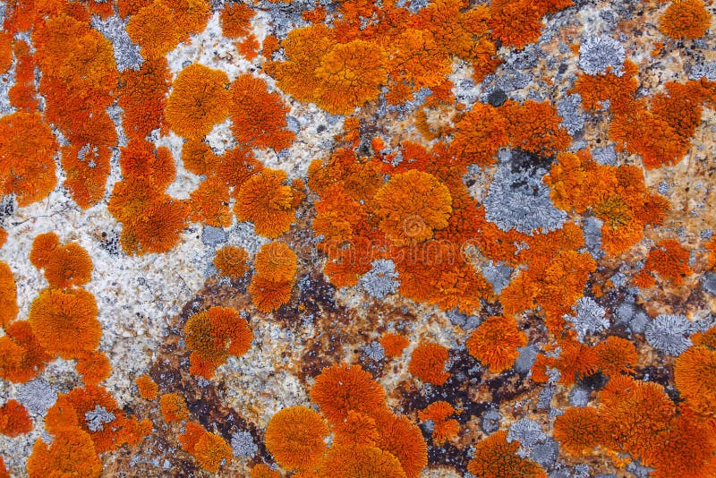 Bright Red Lichen Growing on Granite Stone Stock Photo - Image of ...