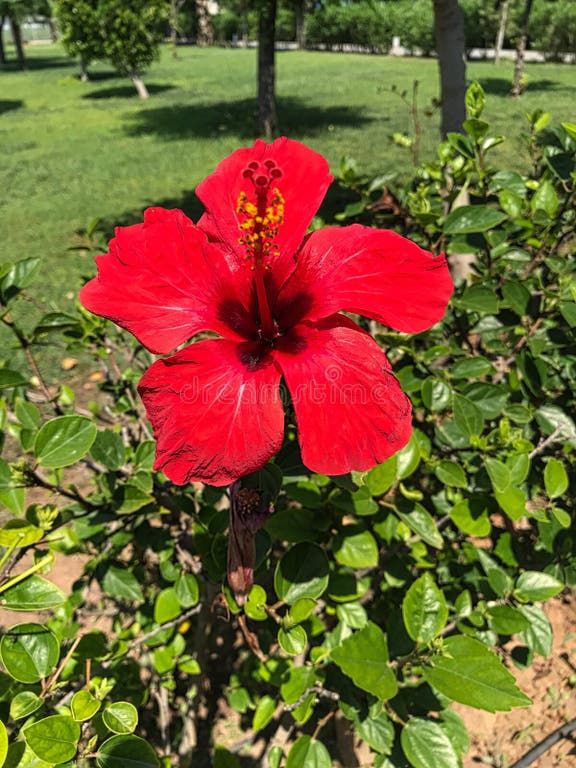 Bright red mallow, closeup stock photo. Image of color - 156671436