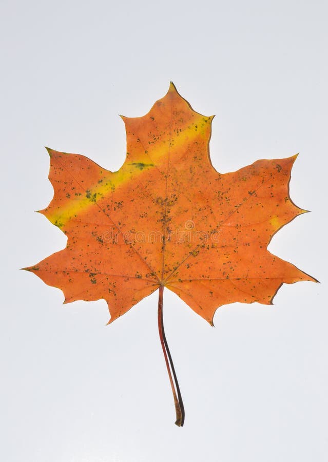 Bright Red Maple Leaf with a Yellow Stripe on a White Background. Stock ...