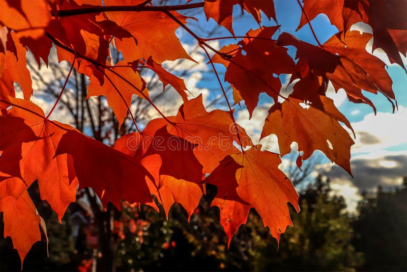 Bright Red Maple Leafs Enjoy the Fall Sun - Fall in Central Canada, on ...
