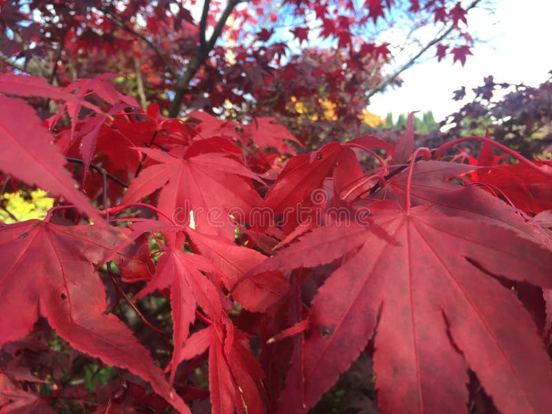Bright Red Maple Leaves in the Autumn Stock Image - Image of tree ...