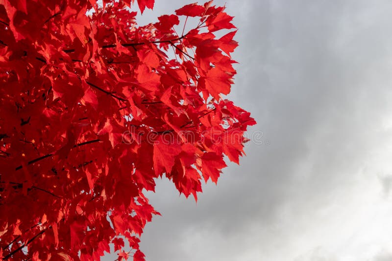 Bright Red Maple Leaves in Autumn Stock Photo - Image of maple, cloudy ...