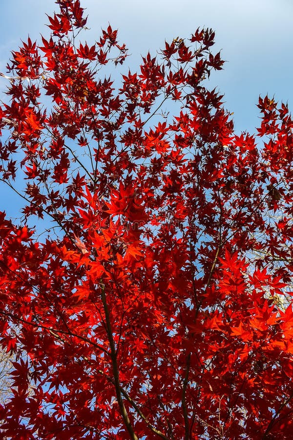 Bright Red Maple Leaves on a Background of Blue Sky Stock Image - Image ...
