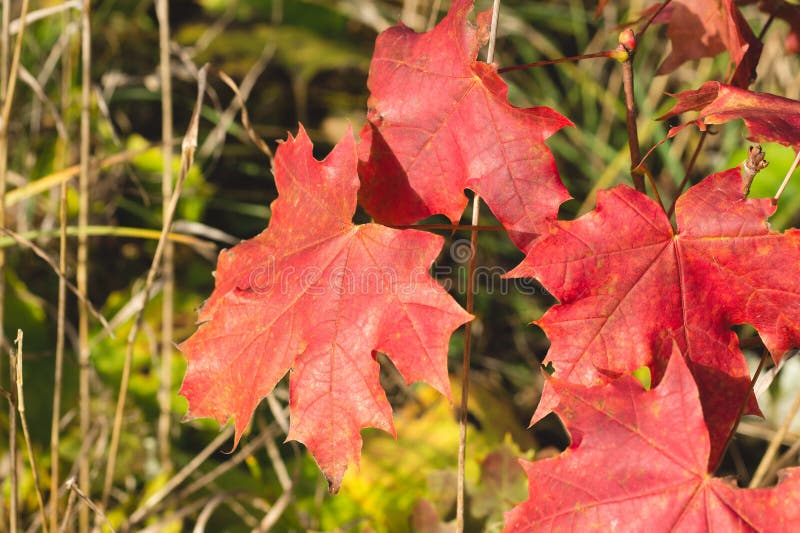 Bright Red Maple Leaves Close Up on Background of the Autumn for Stock ...