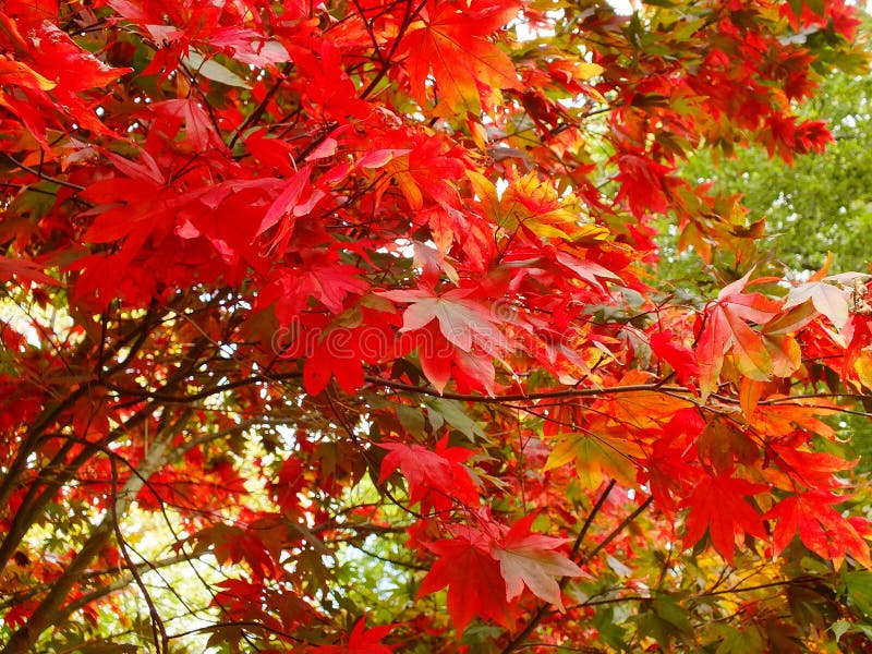 Bright Red Maple Leaves stock photo. Image of outdoor - 120875526