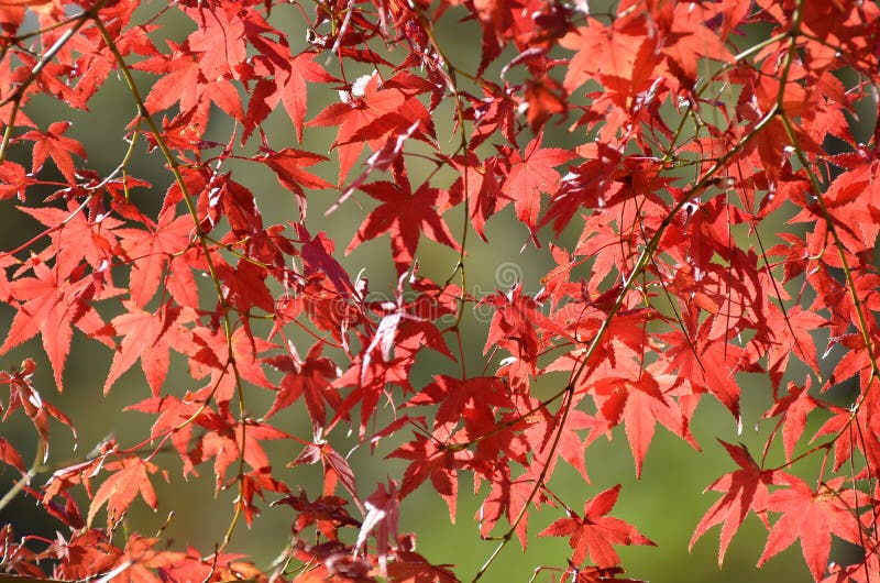 Bright Red Maple Leaves in Sunlight Stock Image - Image of beauty ...