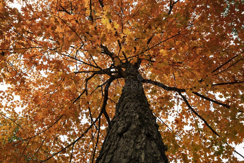 Bright Red Maple Tree in Autumn Time, View from Bottom of Tree. Stock ...