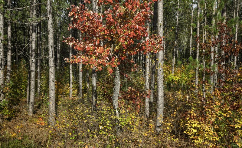 Bright Red Maple Tree in Coniferous Forest Stock Image - Image of ...
