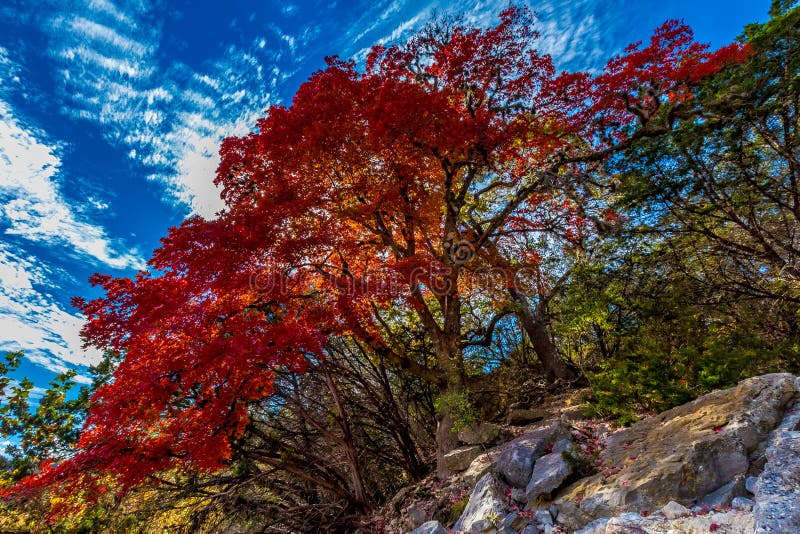 Bright Red Maple Tree at Lost Maples State Park, Texas Stock Image ...