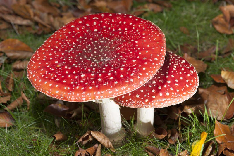 Bright red mushrooms stock photo. Image of mushroom, amanita - 52235786