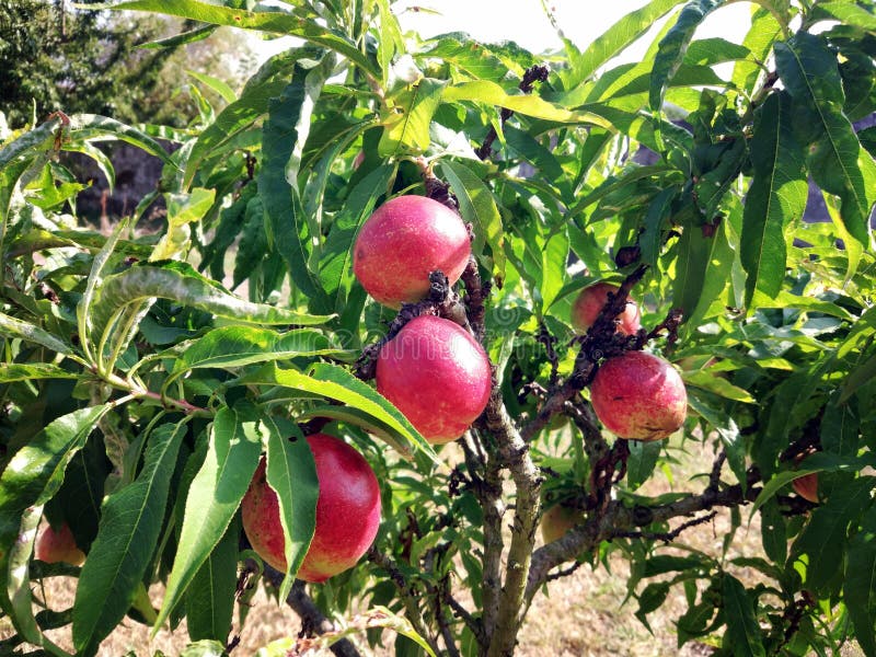 Bright Red Nectarines on the Branch of a Tree Stock Image - Image of ...