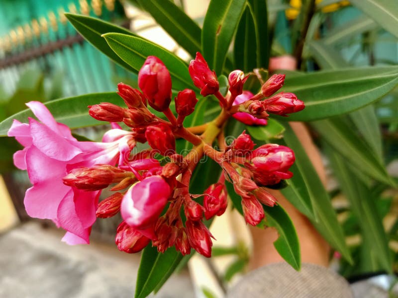 The Bright Red Nerium Oleander Flowers are so Beautiful Stock Image ...