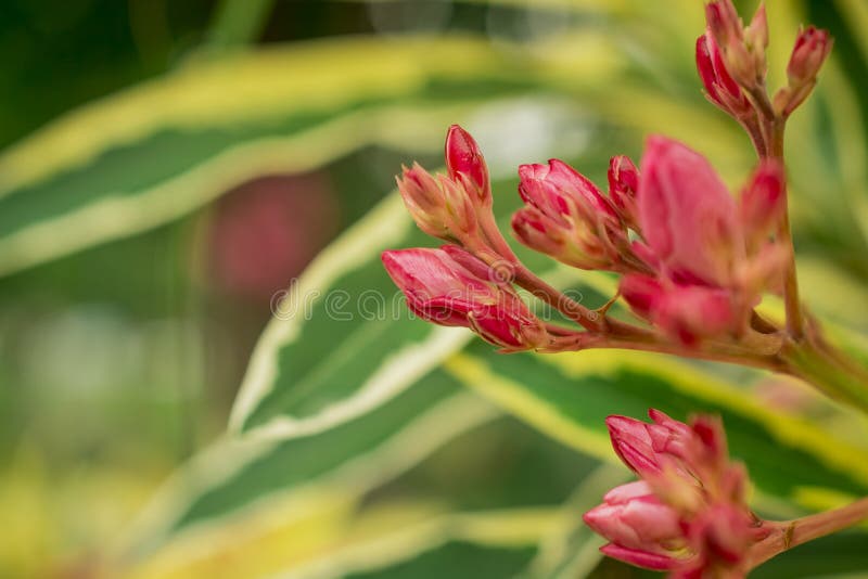 The Bright Red Nerium Oleander Flowers are so Beautiful Stock Photo ...