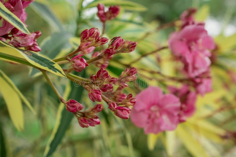 The Bright Red Nerium Oleander Flowers are so Beautiful Stock Image ...