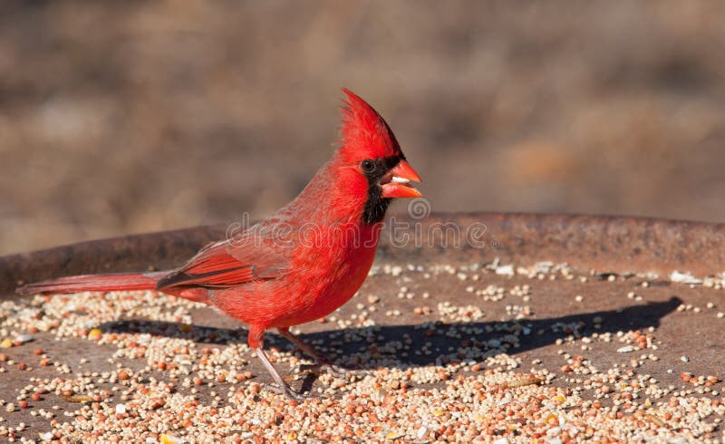 Bright Red Northern Cardinal Male Eating Seeds Stock Photo - Image of ...