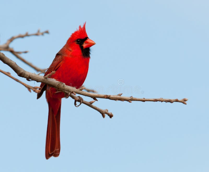 Cardinal Red Bird On A Tree Limb Stock Photo - Image of colorful, bold ...
