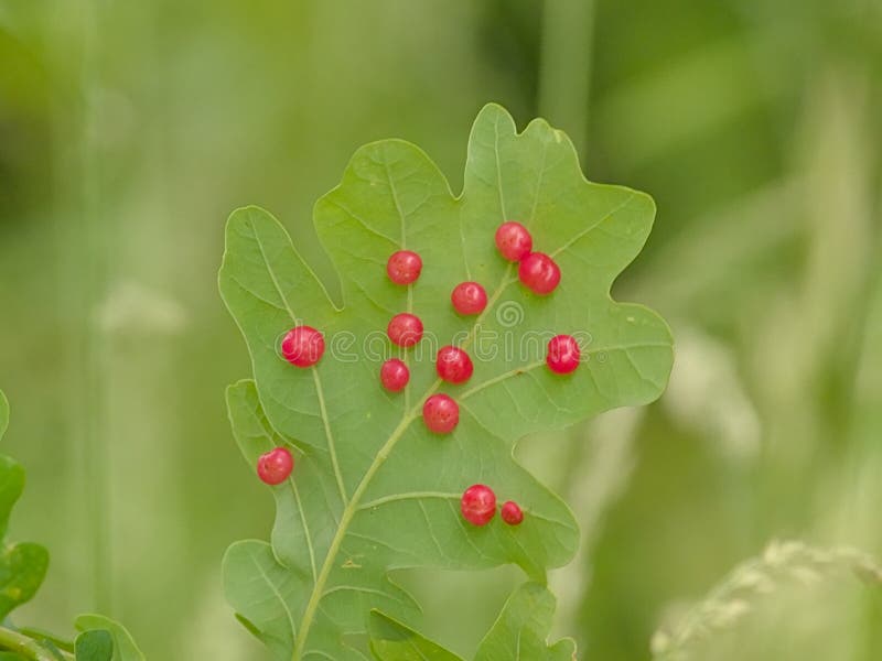 Bright Red Oak Galls on a Green Leaf Stock Image - Image of tannin ...
