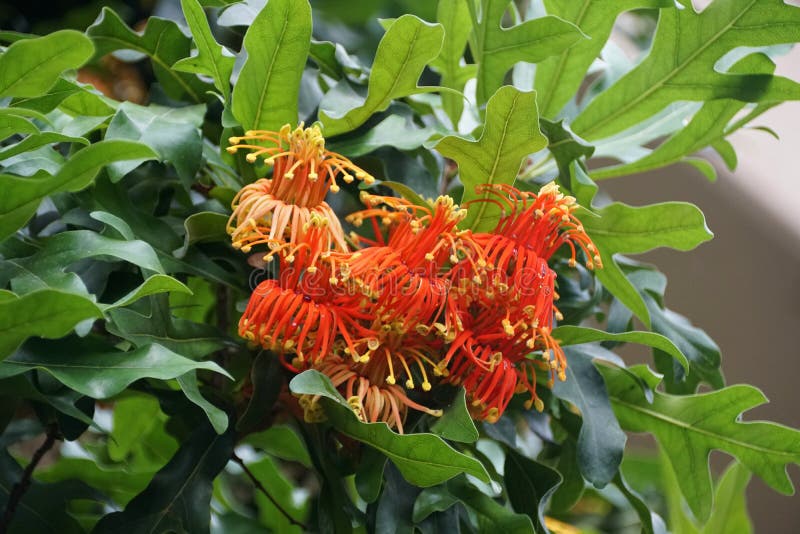 Bright Red and Orange Color of Firewheel Tree Flowers Stock Photo ...