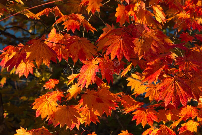 Red and Orange Maple Trees in Fall Stock Image - Image of full ...