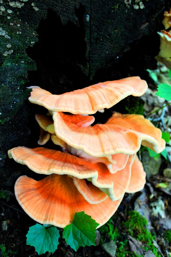 Bright Red Orange Mushroom Growing on a Tree Stump Stock Photo - Image ...
