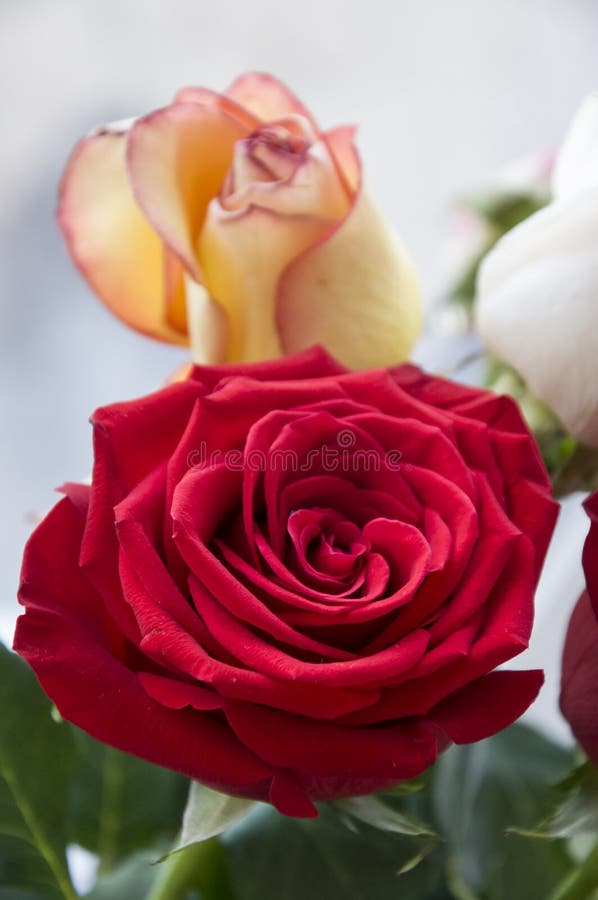 Bright Red, Orange, Pink and White Roses in the Bouquet Stock Image ...