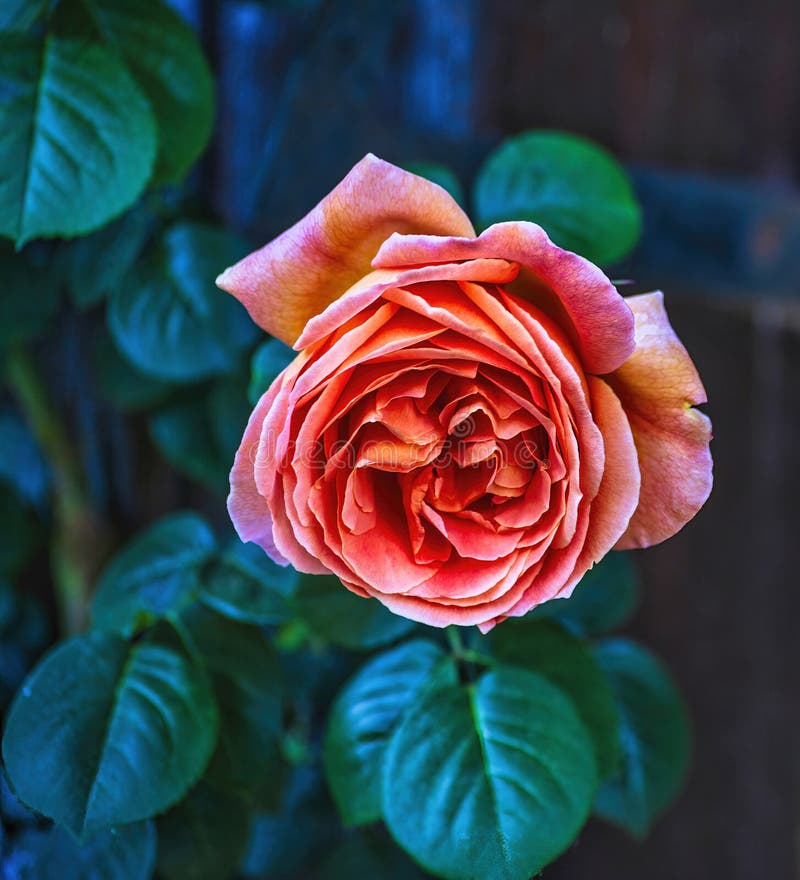 Bright Red-orange Rose. Romantic Background. Vintage Outlook. Stock ...