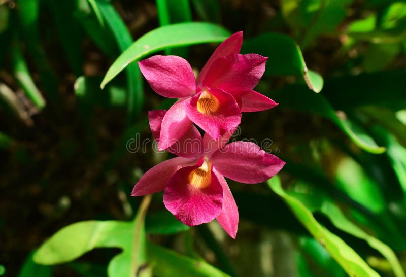 Bright Red Orchids in the Rainforest in Asia. Stock Photo - Image of ...