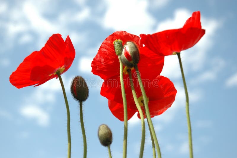 Bright red papaver stock photo. Image of summer, backlit - 1154382