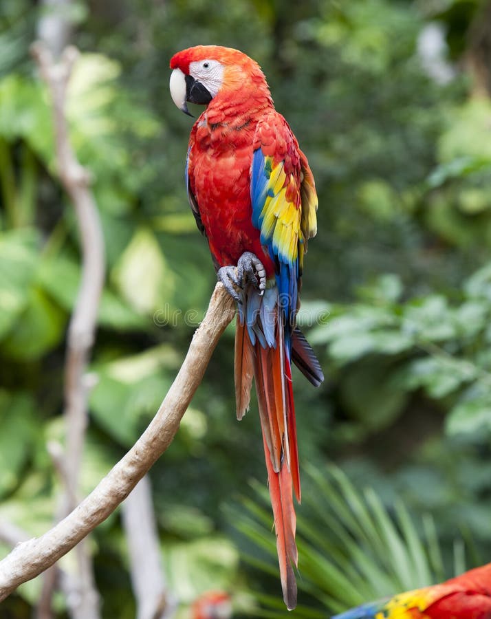 Bright Red Parrot Close Up in Sunny Day Stock Photo - Image of ...