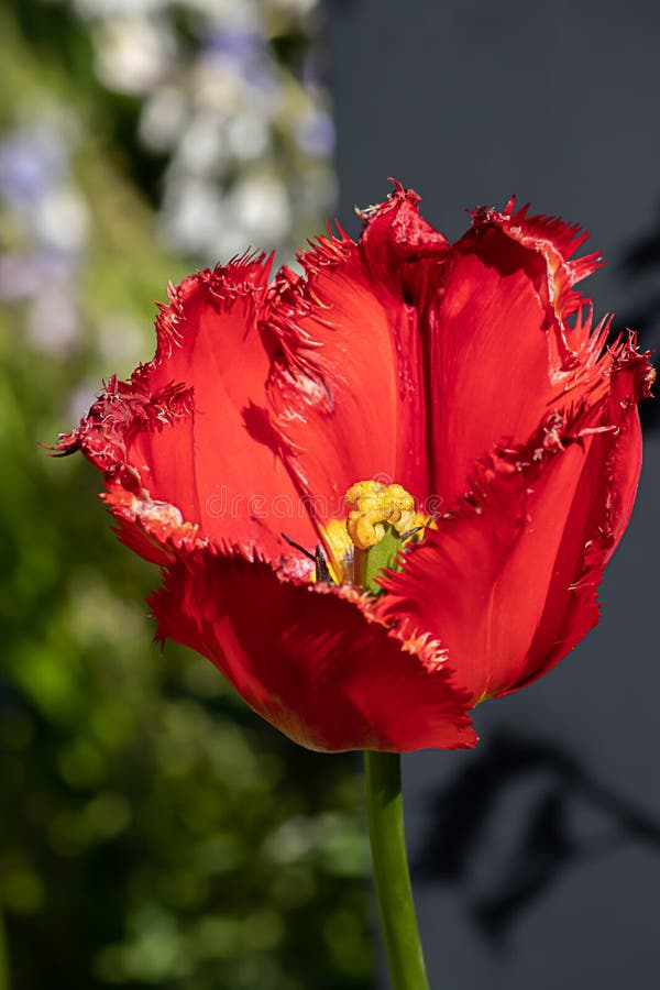Colorful Dark Red Parrot Tulip with Green Leaves Stock Image - Image of ...