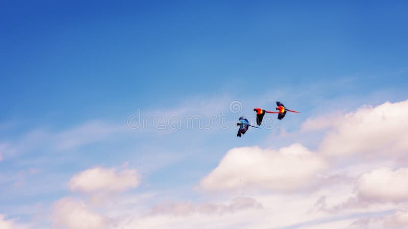 Bright Red Parrots Fly in the Sky Stock Photo - Image of prey ...