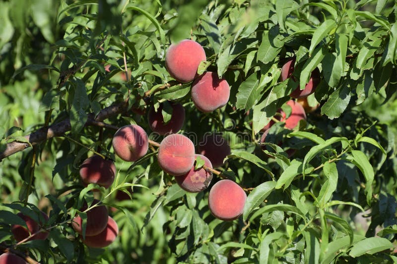 Bright Red Peach Fruits on Branches of the Tree Stock Photo - Image of ...